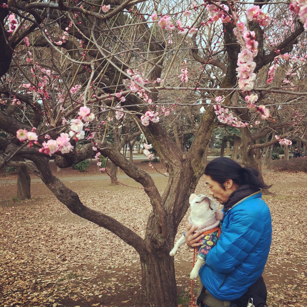 ブヒレスしてたらフレブルの弱点見つけちゃいましたw うめのみ│犬と暮らし